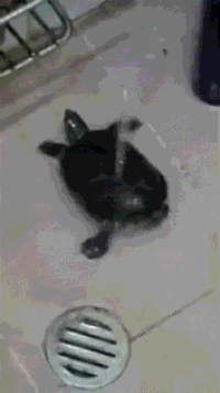 Splash GIFs - Get the best gif on GIFER