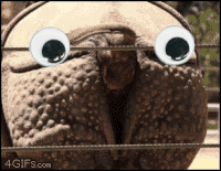 Purge GIFs - Get the best gif on GIFER