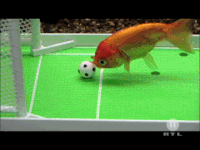 Fishs GIFs - Get the best gif on GIFER