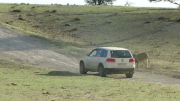 Meeeeeeeeeeee GIFs - Get the best gif on GIFER