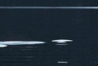 Orca GIFs - Get the best gif on GIFER