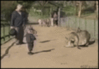 Outback GIFs - Get the best gif on GIFER