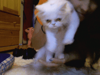 Persian cats GIF - Conseguir el mejor gif en GIFER