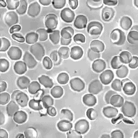 Cell GIFs - Get the best gif on GIFER