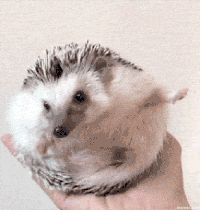 Hedgehog GIFs - Get the best gif on GIFER