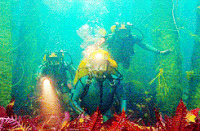 Diving GIFs - Get the best gif on GIFER