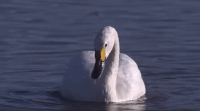 Swan GIFs - Get the best gif on GIFER