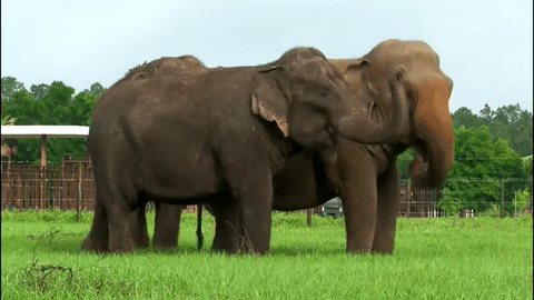 Asian elephants GIFs - Obtenez le meilleur gif sur GIFER