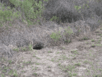 Groundhogs GIFs - Get the best gif on GIFER