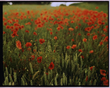 Poppies GIFs - Get the best gif on GIFER