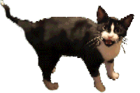 Geocities GIFs - Get the best gif on GIFER