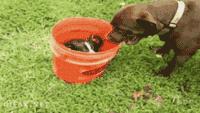 Bucket GIFs - Get the best gif on GIFER