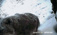 Snow leopard GIFs - Get the best gif on GIFER