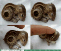 Rodents GIFs - Get the best gif on GIFER