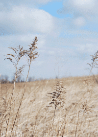 Grass GIFs - Get the best gif on GIFER