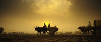 Cattle GIFs - Get the best gif on GIFER