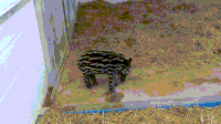 Tapir GIFs - Get the best gif on GIFER