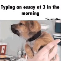 Essay GIFs - Get the best gif on GIFER