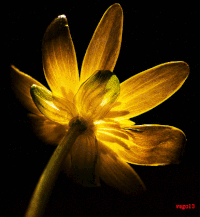 Blume GIFs - Get the best gif on GIFER