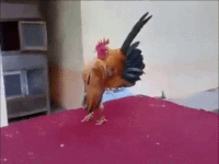 Rooster GIFs - Get the best gif on GIFER