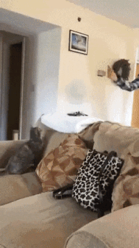 Reflex GIFs - Get the best gif on GIFER