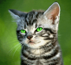 Pffffft GIF - Conseguir o melhor gif em GIFER