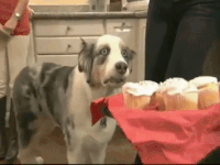 Dramatic GIFs - Get the best gif on GIFER