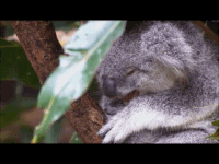 Koala GIFs - Get the best gif on GIFER