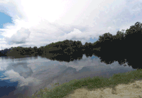 Swamp GIFs - Get the best gif on GIFER