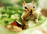 Hiding GIFs - Get the best gif on GIFER