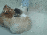 Hens GIFs - Get the best gif on GIFER