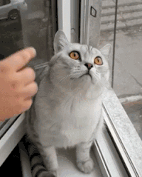 Concentration GIFs - Get the best gif on GIFER