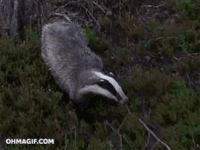 Badger GIFs - Get the best gif on GIFER