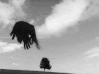 Raven GIFs - Get the best gif on GIFER