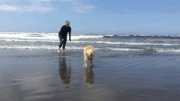 Goldendoodle GIFs - Get the best gif on GIFER