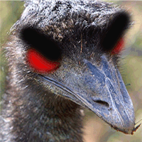 Emu GIFs - Get the best gif on GIFER