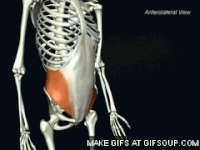 Trunk GIFs - Get the best gif on GIFER