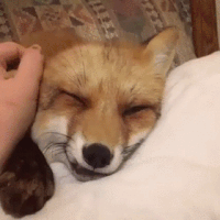 Foxes GIFs - Get the best gif on GIFER