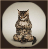 Cardboard GIFs - Get the best gif on GIFER