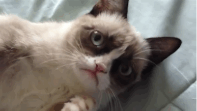 Frowning cat GIFs - Obtenez le meilleur gif sur GIFER