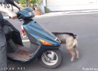 Scooters GIFs - Get the best gif on GIFER