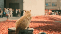 Cider GIFs - Get the best gif on GIFER