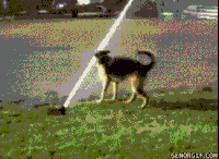 Sprinklers GIFs - Get the best gif on GIFER