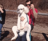 Пудель GIFs - Get the best gif on GIFER
