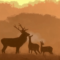 Deer GIFs - Get the best gif on GIFER