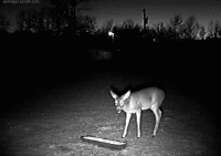 Deer in headlights GIFs - Get the best gif on GIFER