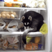 Fridges GIFs - Get the best gif on GIFER