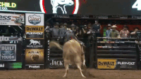 Toro GIFs - Get the best gif on GIFER