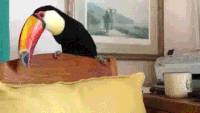 Beak GIFs - Get the best gif on GIFER
