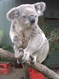 Wub GIFs - Get the best gif on GIFER